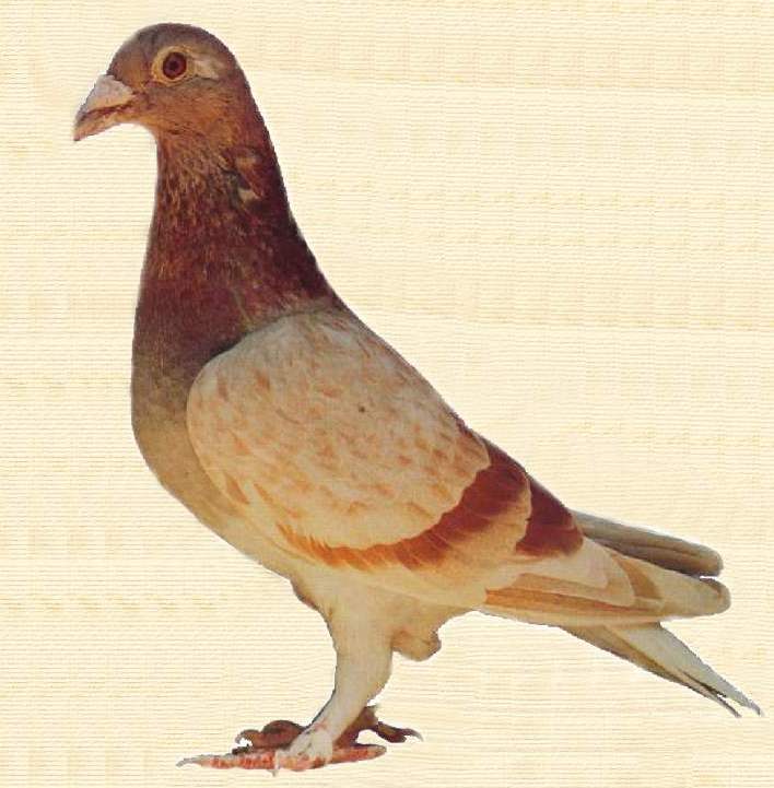 Pigeon Family's And There History